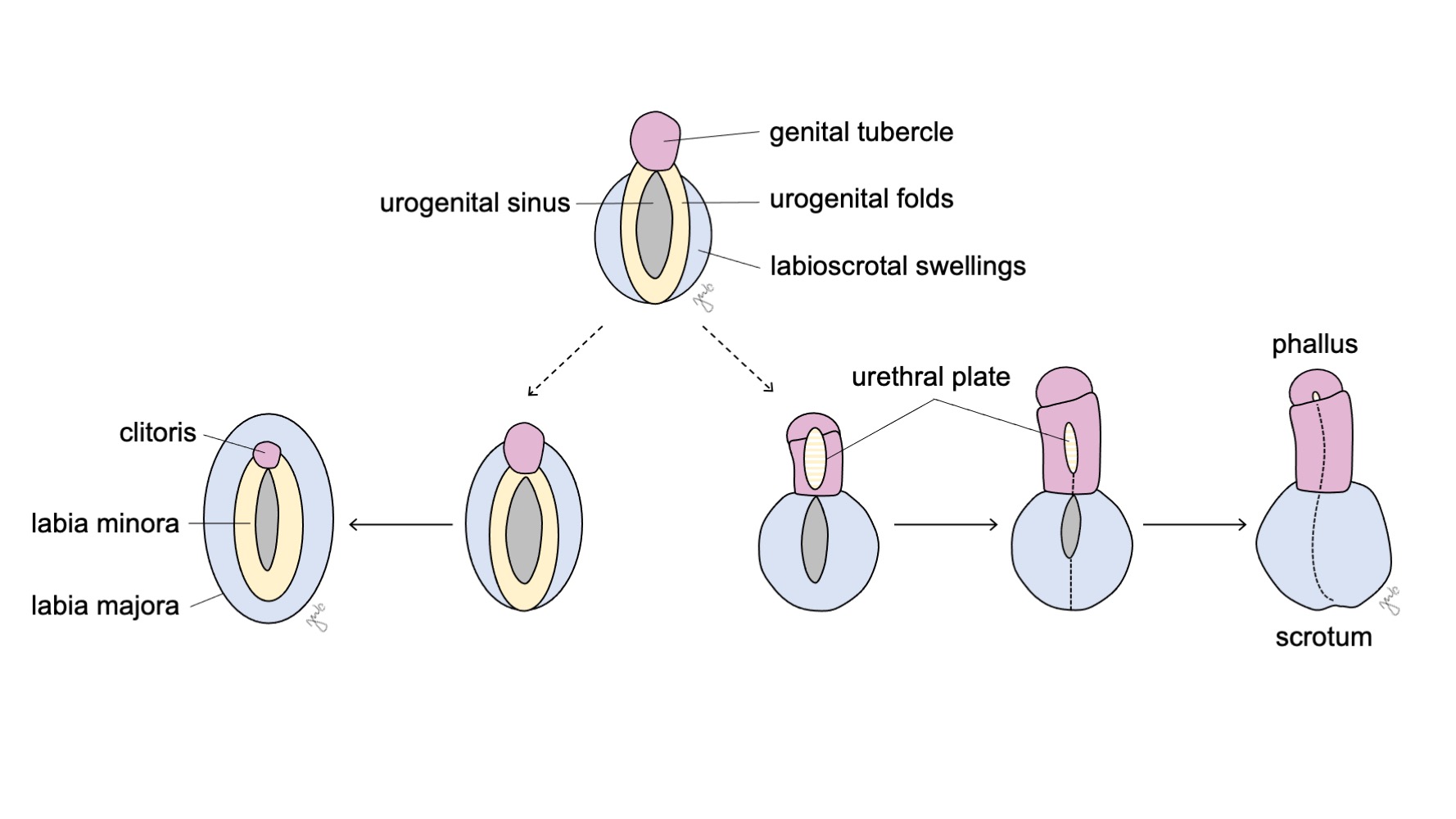 Urogenital Folds Urogenital Folds